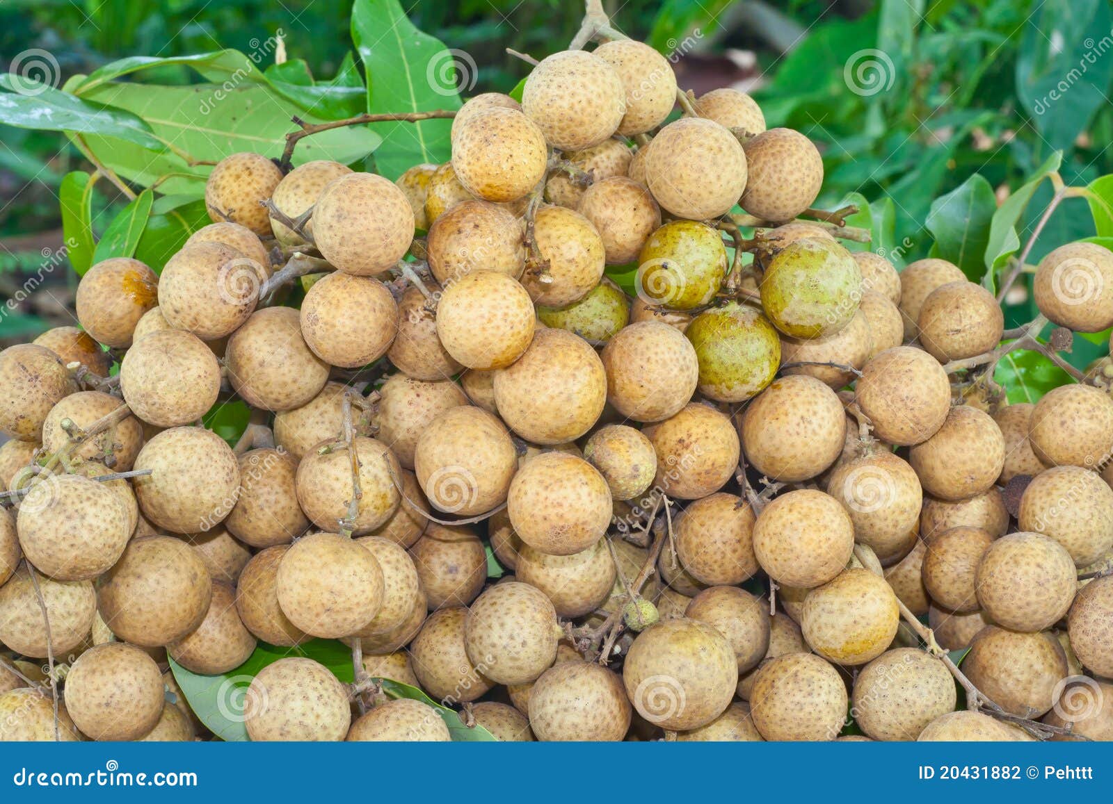 The longan fruit stock photo. Image of nature, healthy - 20431882