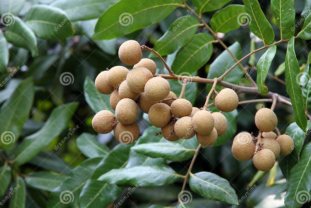 Longan fruit stock photo. Image of agriculture, health - 26064308
