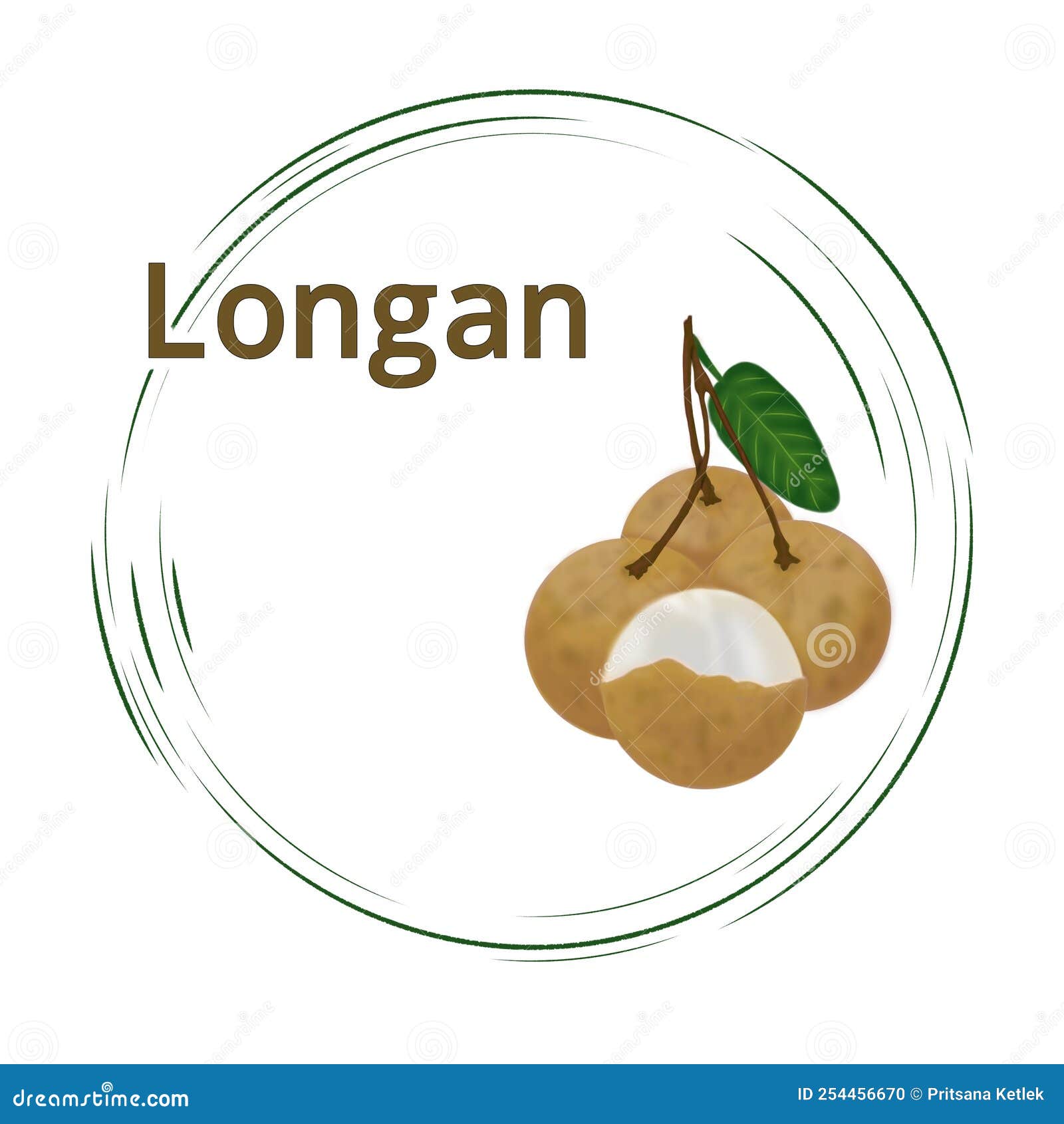 Longan Fruit with Hand Drawing Picture Stock Illustration ...