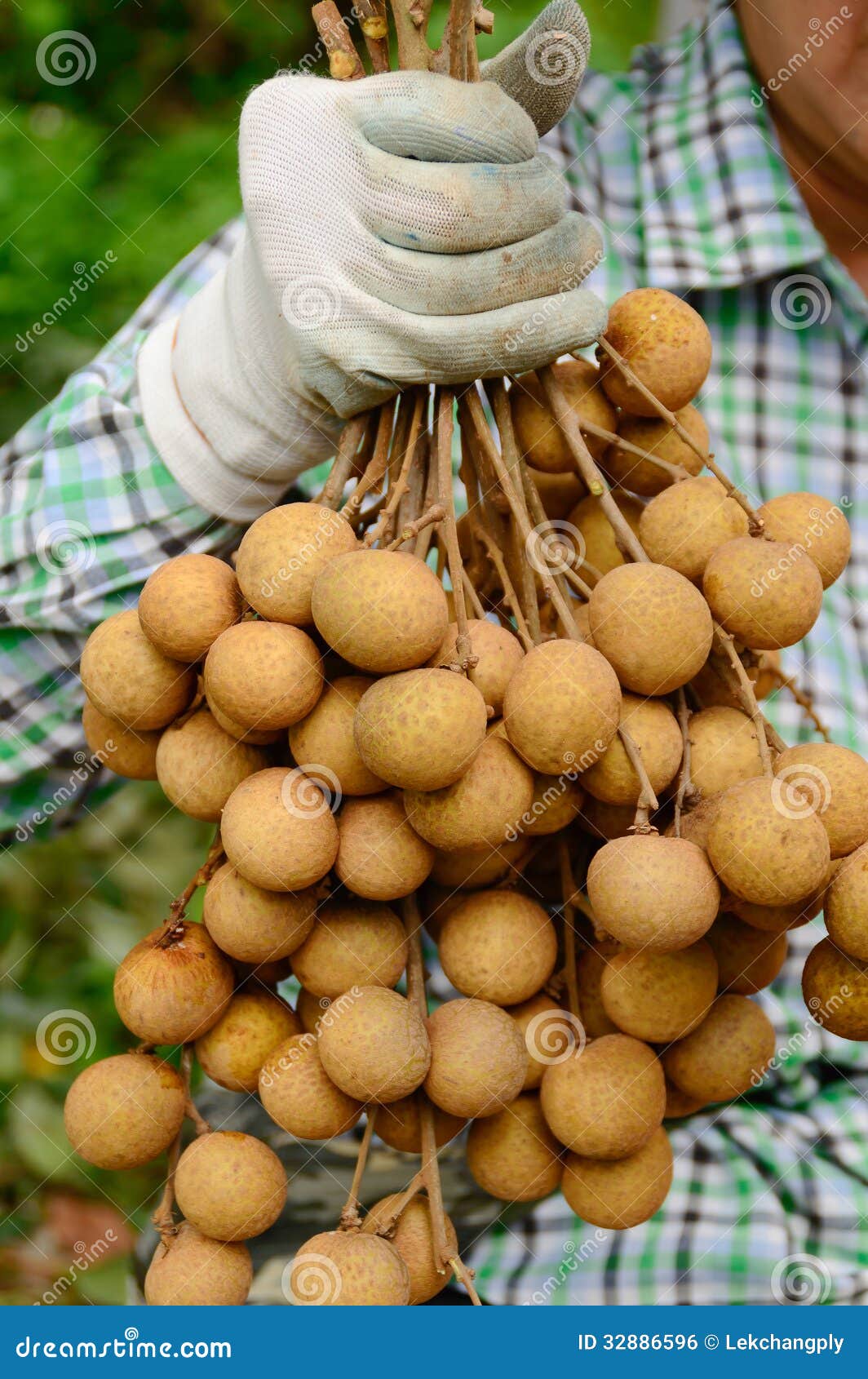 Longan fruit stock photo. Image of longan, tree, food - 32886596