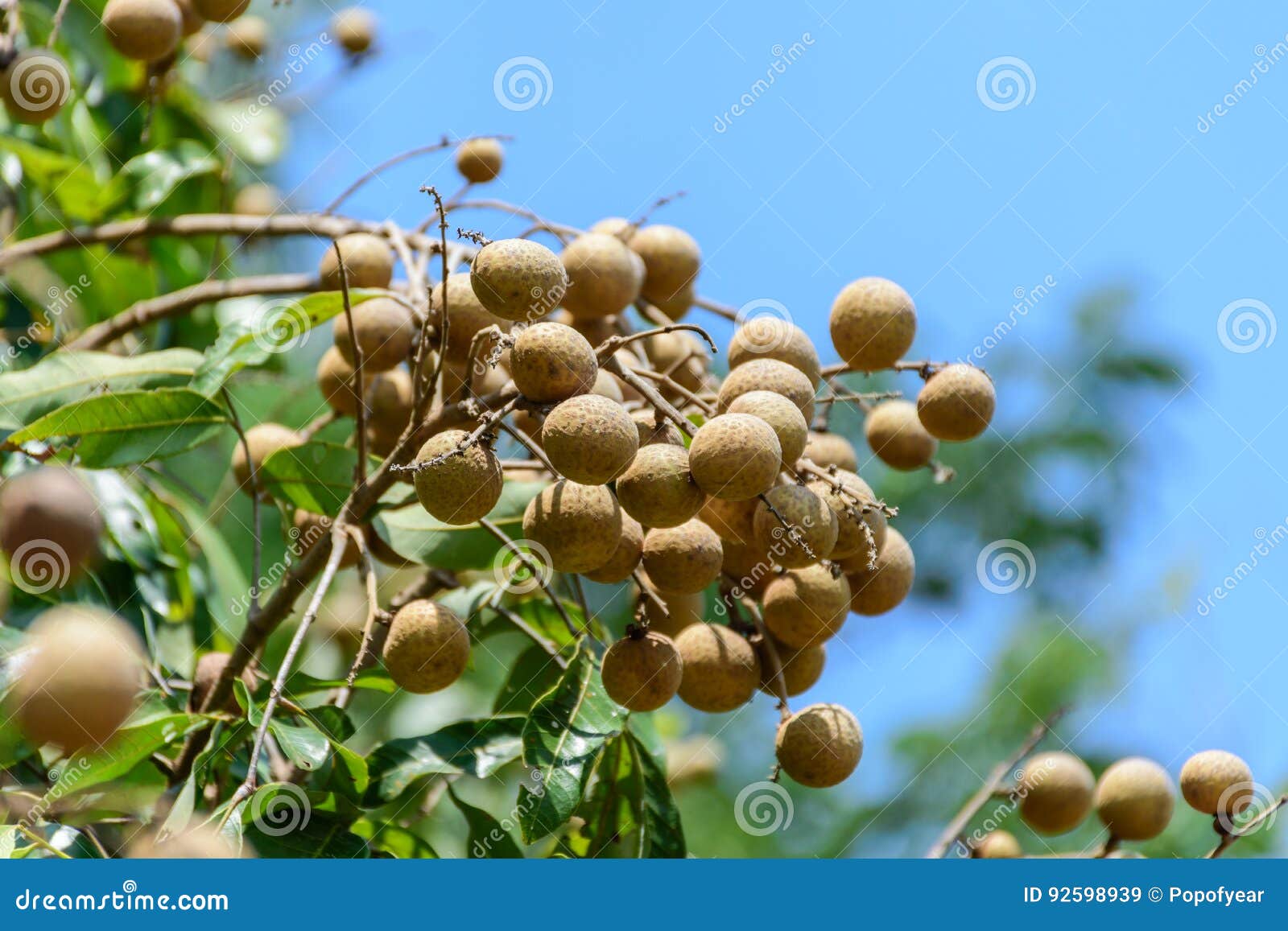 Longan stock image. Image of group, food, nutrition, fresh - 92598939