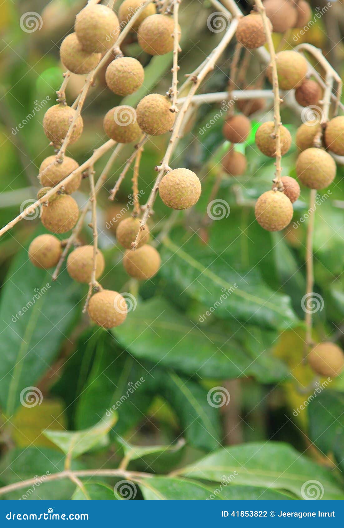 Longan fruit stock photo. Image of longan, thailand, fruit - 41853822