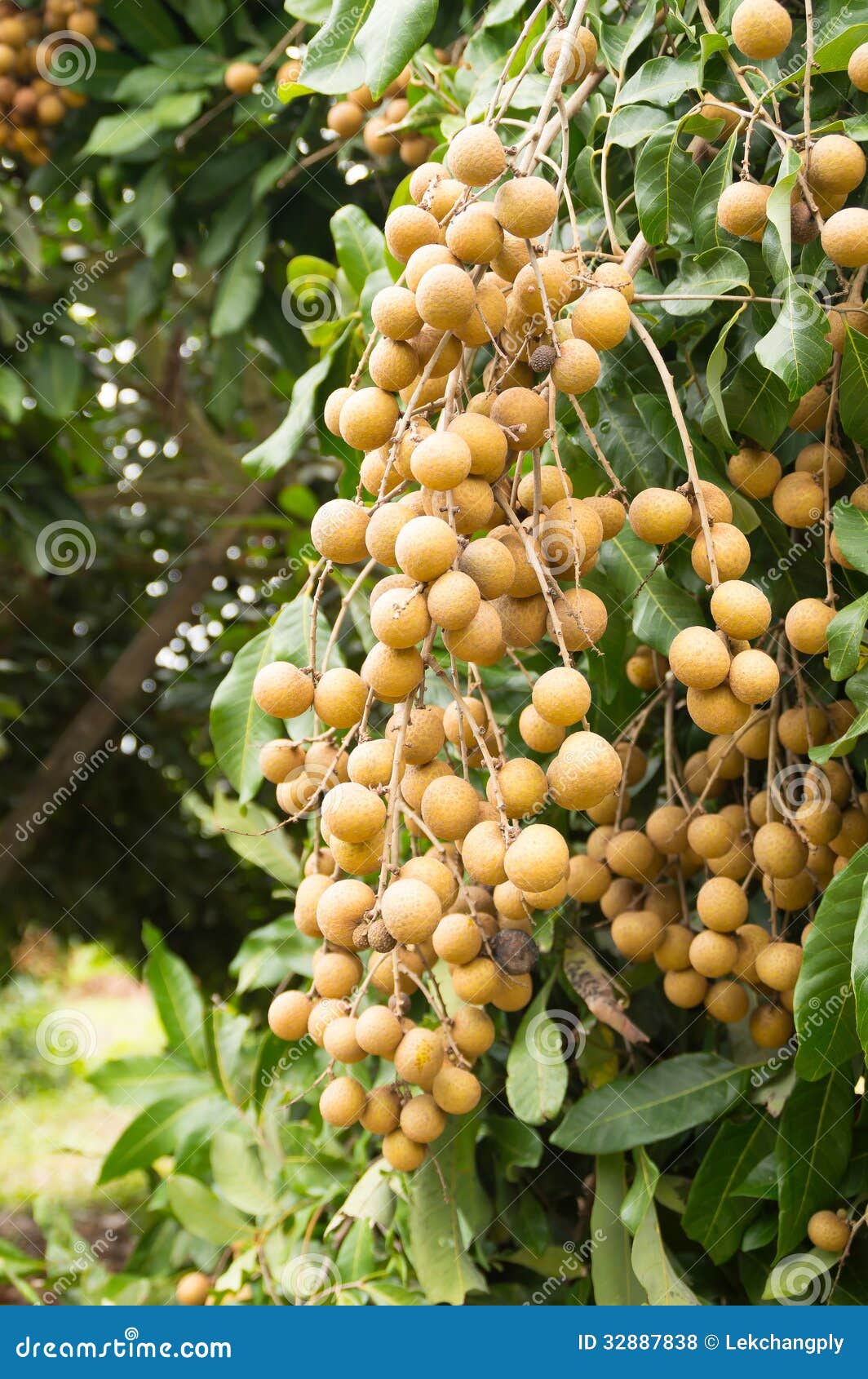 Longan fruit stock photo. Image of green, sweet, longan - 32887838