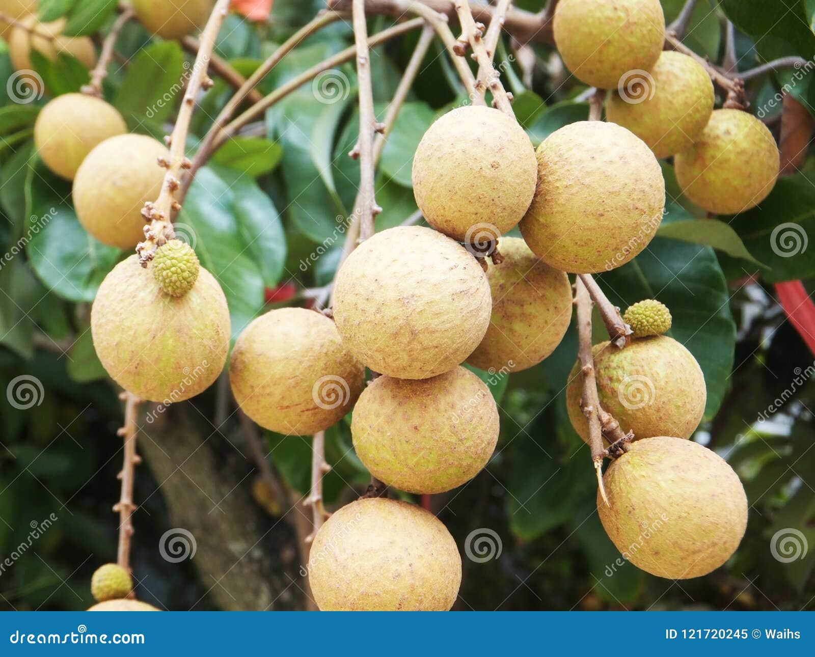 The Longan Fruit Hangs on the Fruit Tree Stock Image - Image of tree ...