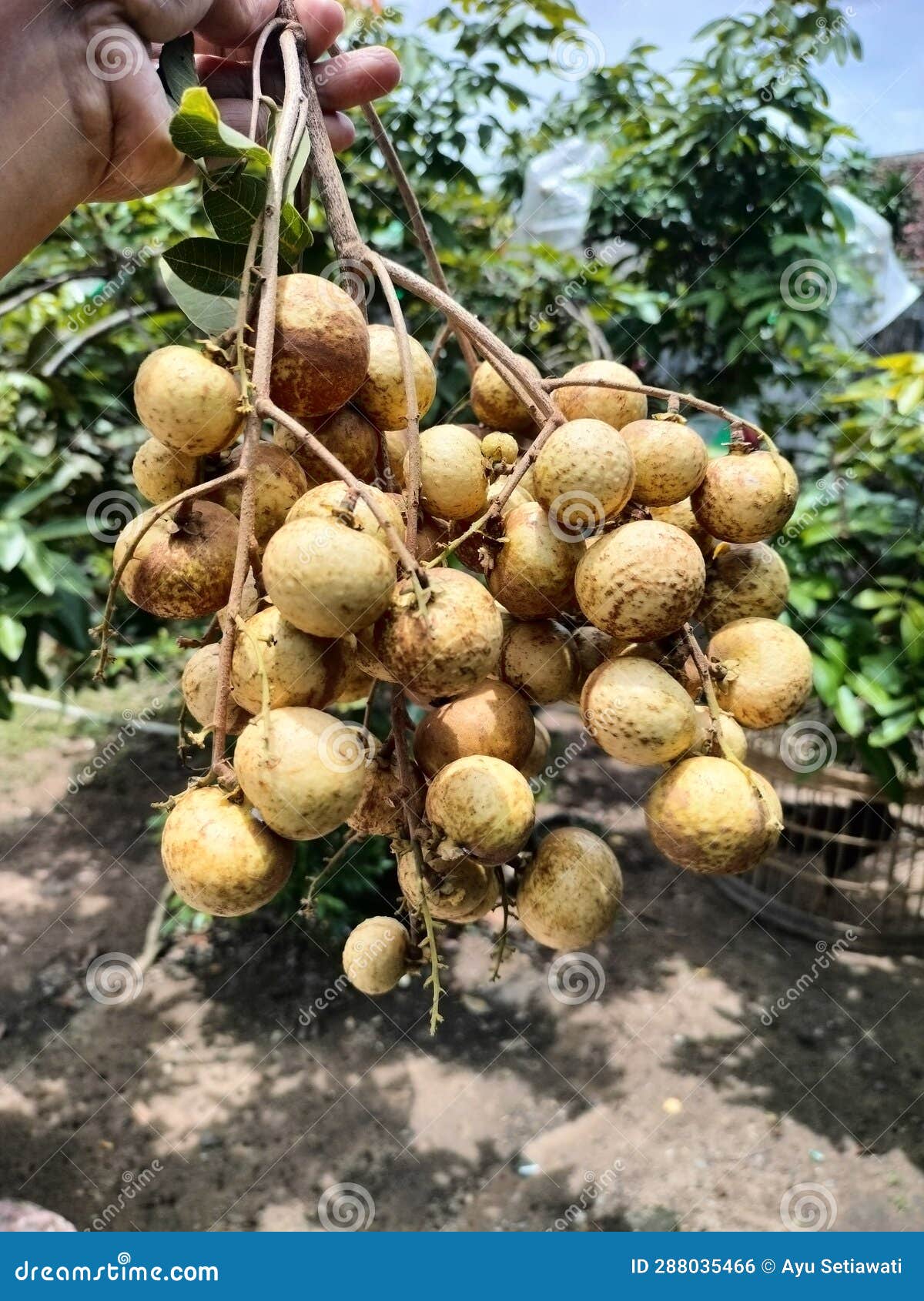 Longan fruit stock photo. Image of goodfood, healhty - 288035466