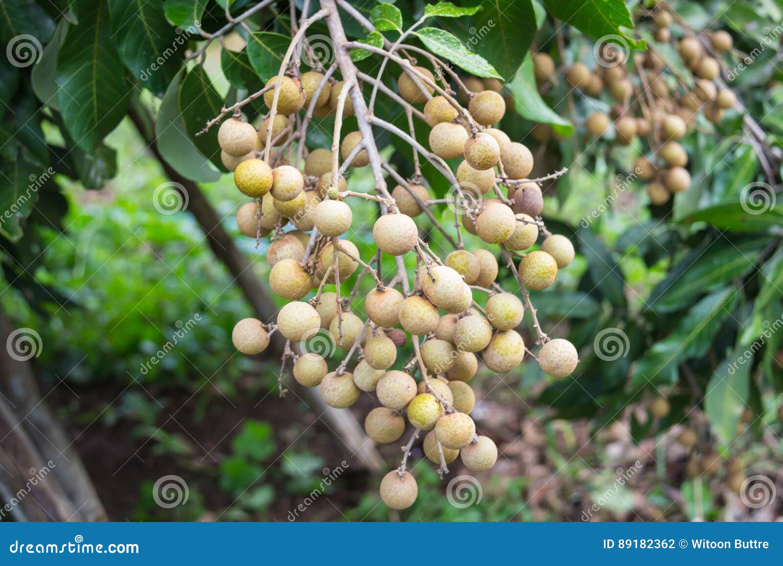 Longan Fruit on the Tree in the Garden, Stock Photo - Image of business ...