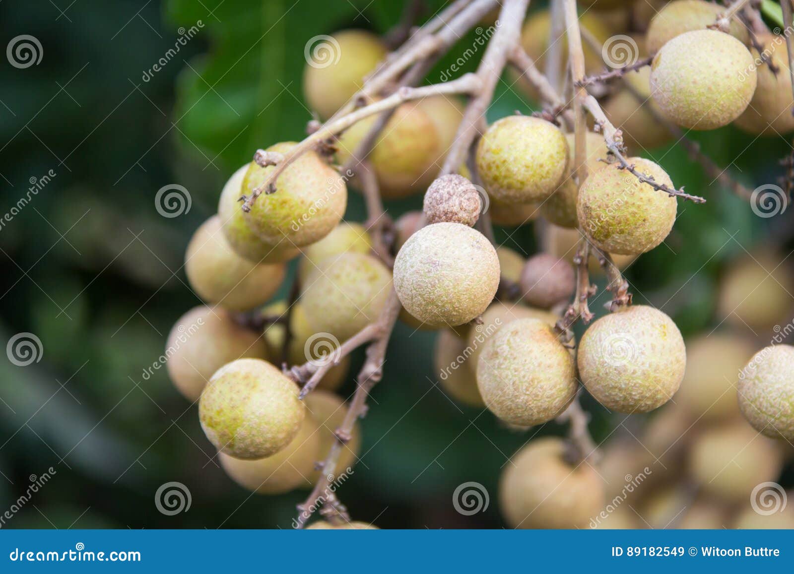Longan Fruit on the Tree in the Garden, Stock Image - Image of ...