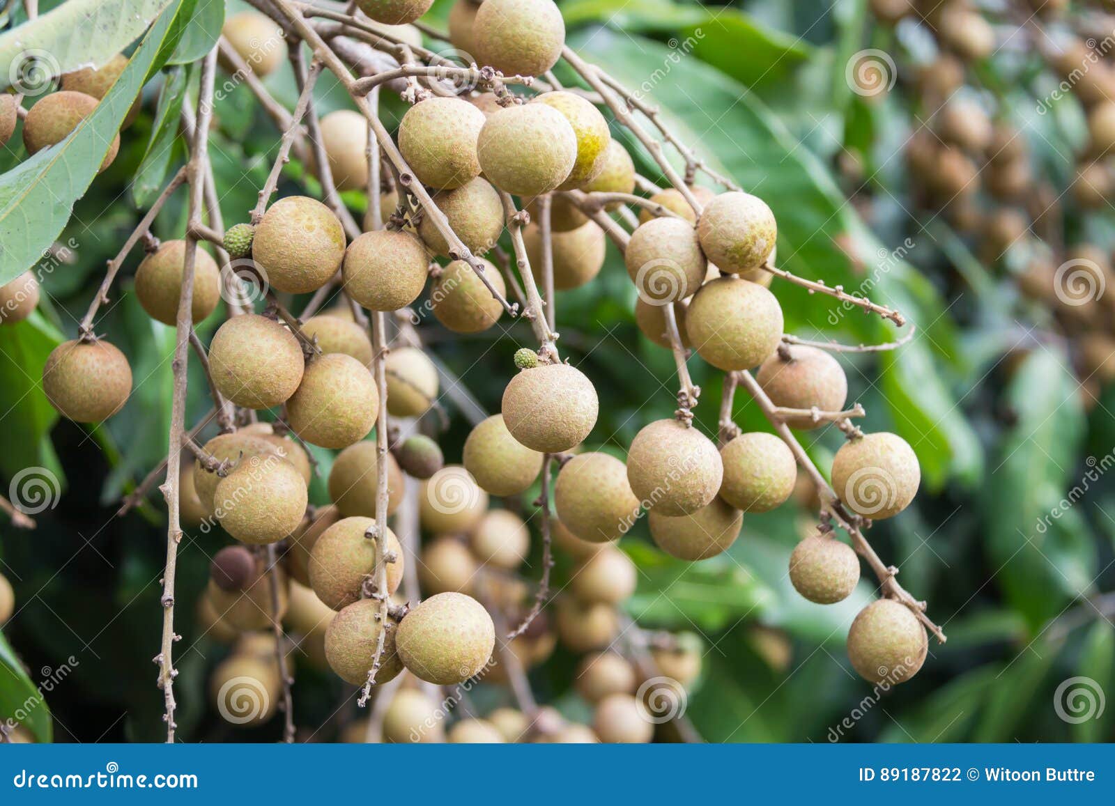Longan Fruit on the Tree in the Garden, Stock Photo - Image of tree ...