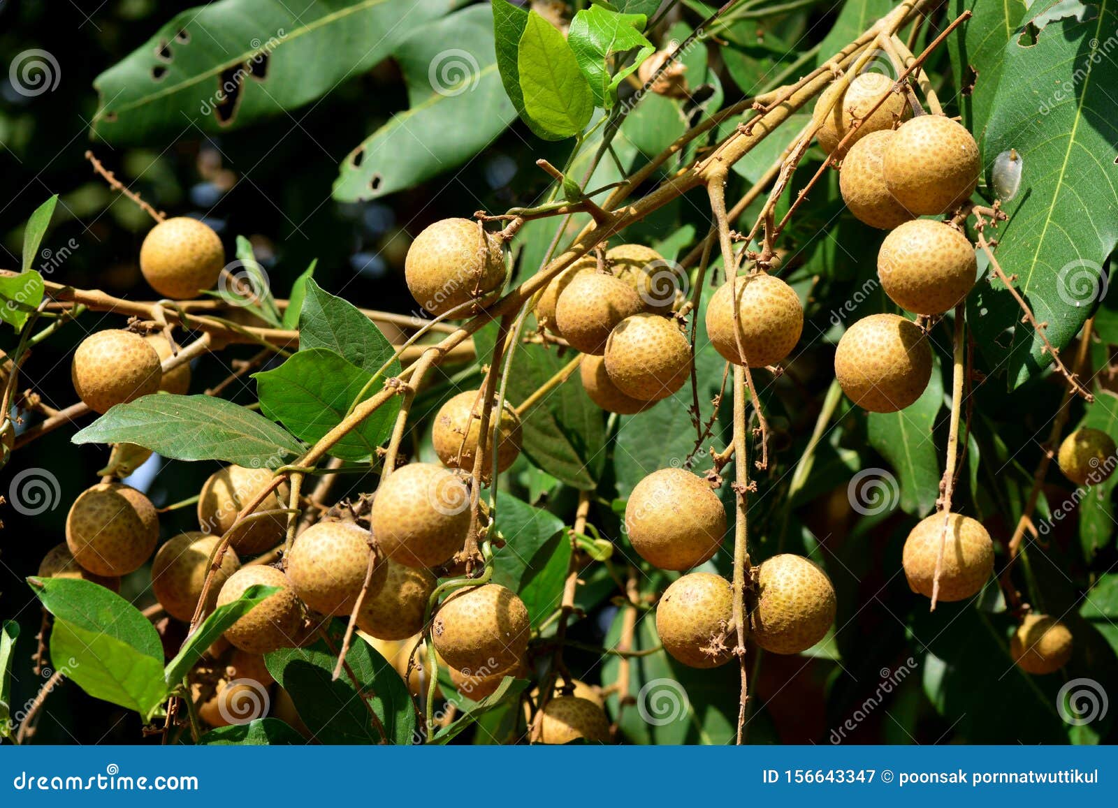 The Longan Fruit Tree - Lychee Close Relative Stock Image - Image of ...