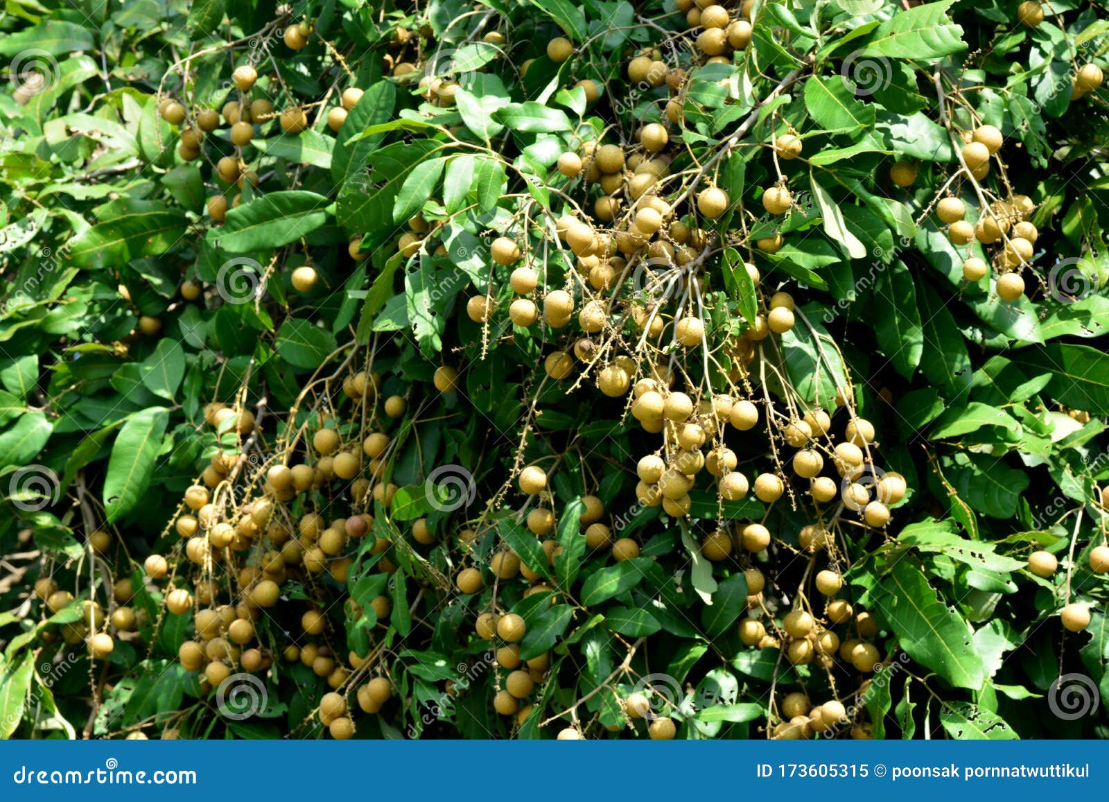 The Longan Fruit Tree - Lychee Close Relative Stock Image - Image of ...