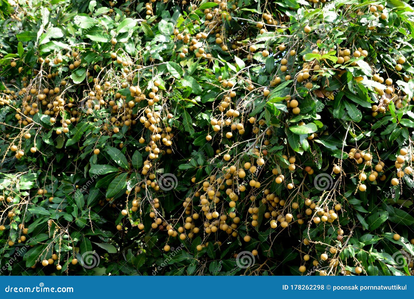 The Longan Fruit Tree - Lychee Close Relative Stock Photo - Image of ...