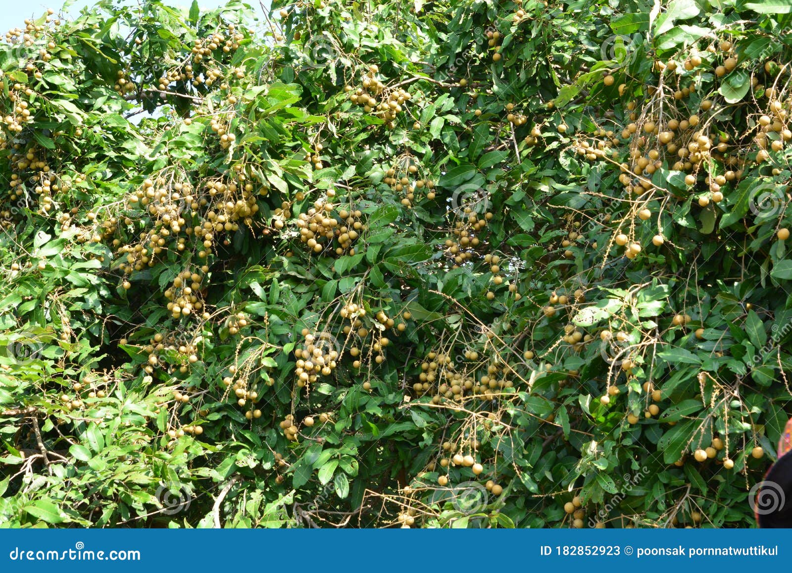 The Longan Fruit Tree - Lychee Close Relative Stock Image - Image of ...