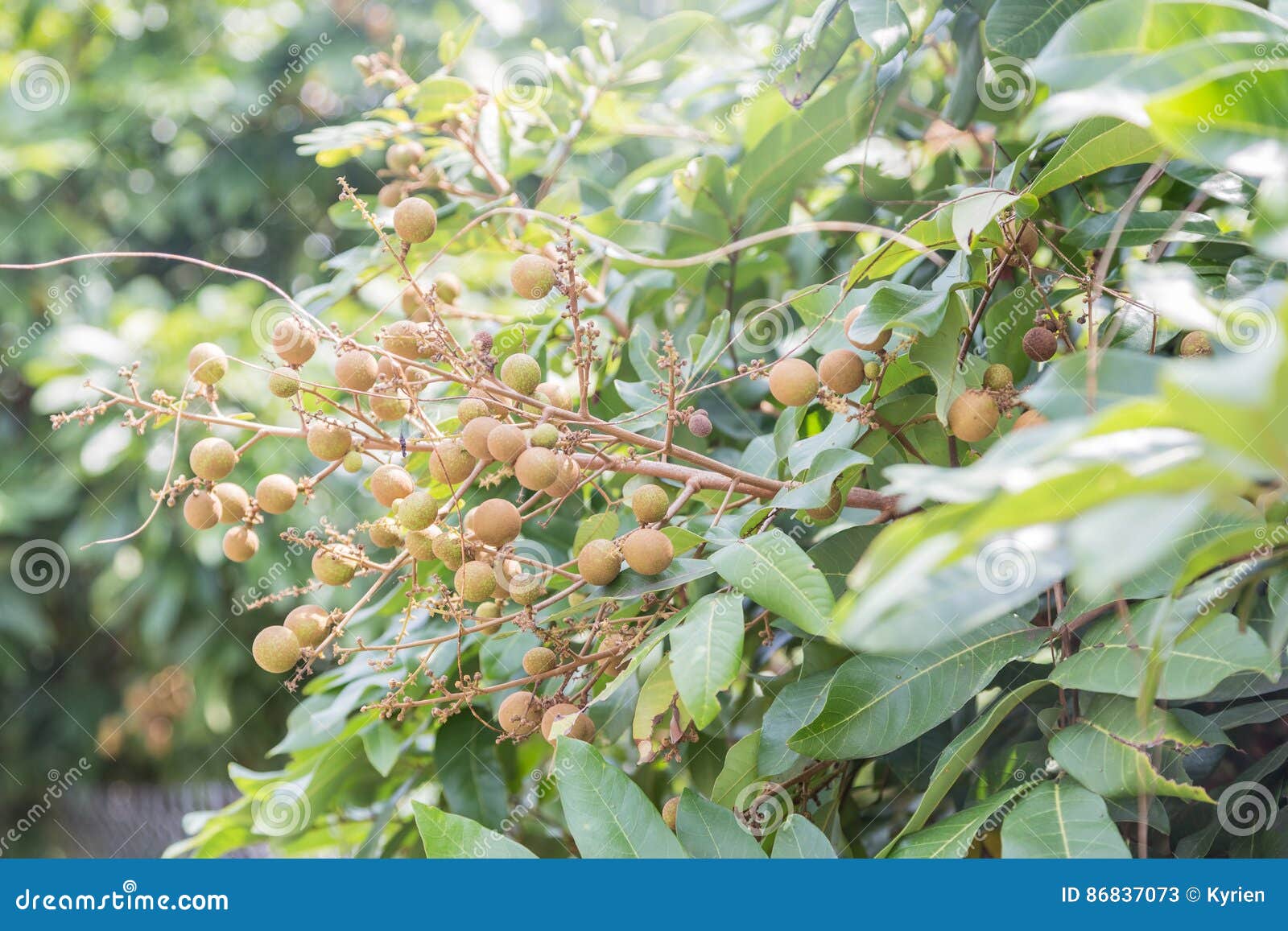 Longan fruit on a tree stock image. Image of health, leaf - 86837073