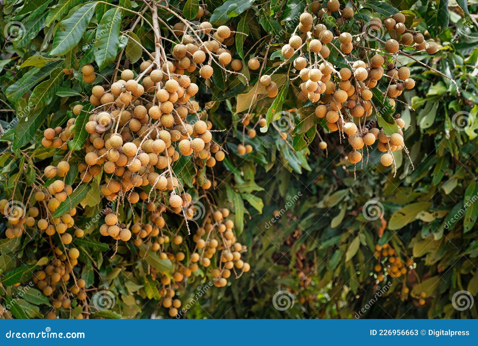 Longan Fruit on Tree stock image. Image of season, freshness - 226956663