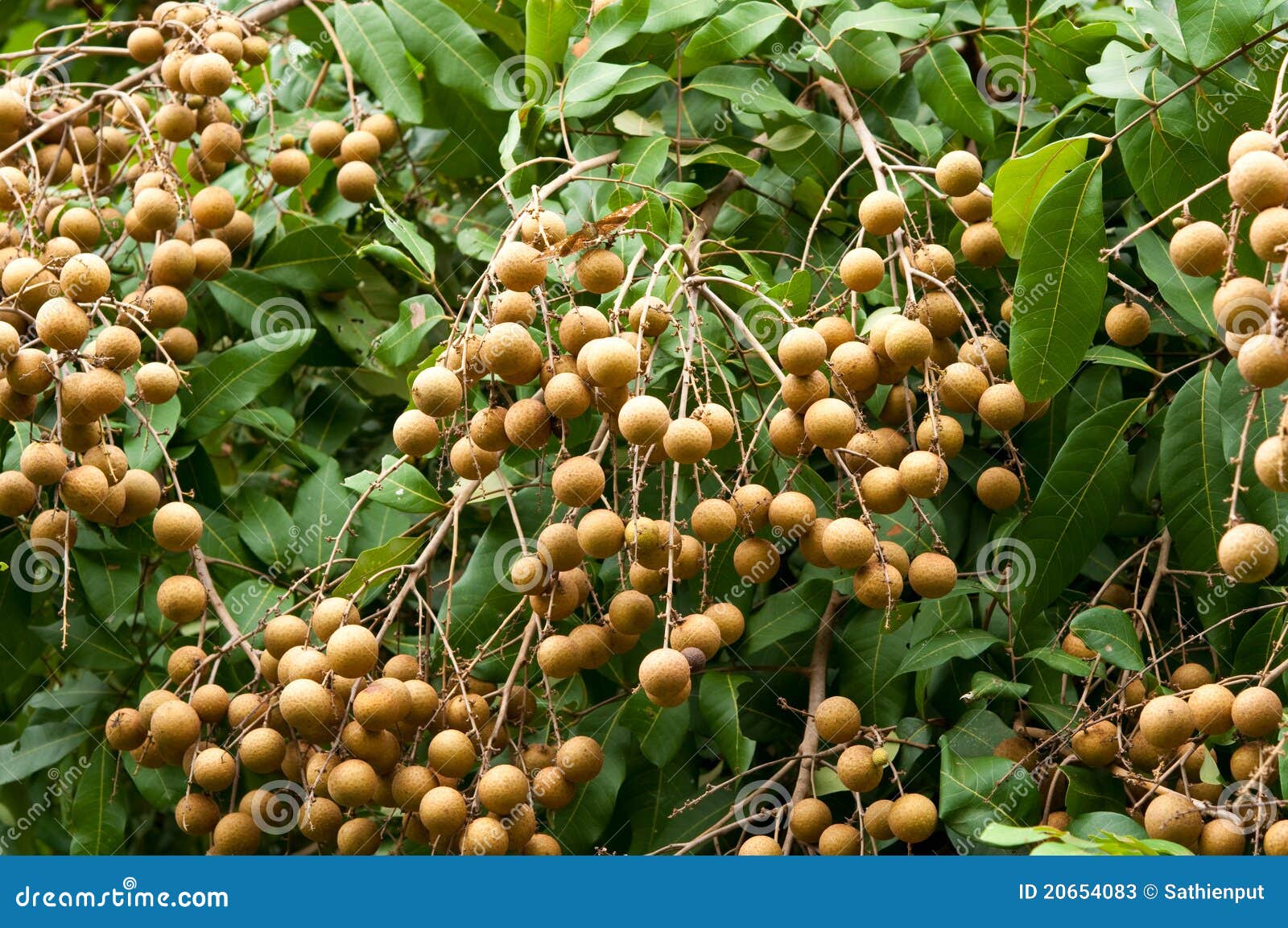 Longan, Fruta Tropical Na árvore Imagem de Stock - Imagem de tailândia ...