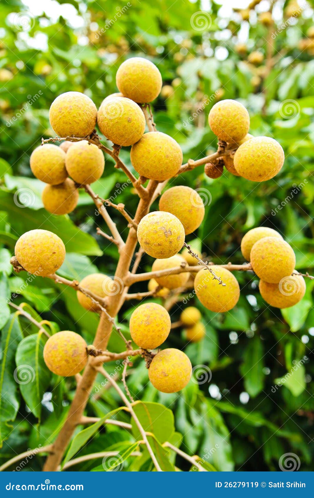 Longan on the green tree stock image. Image of natural - 26279119