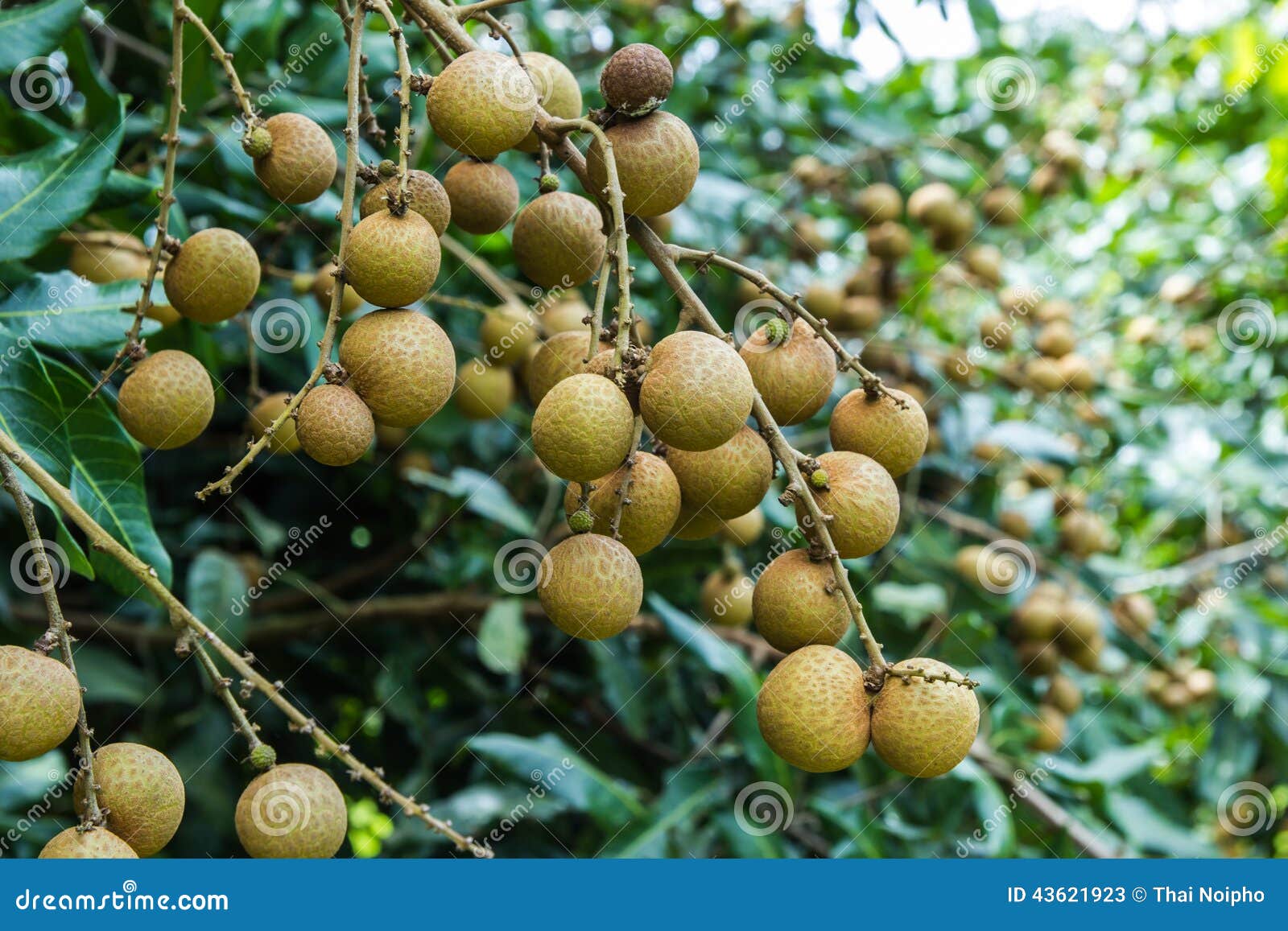 Longan on the green tree. stock image. Image of fresh - 43621923