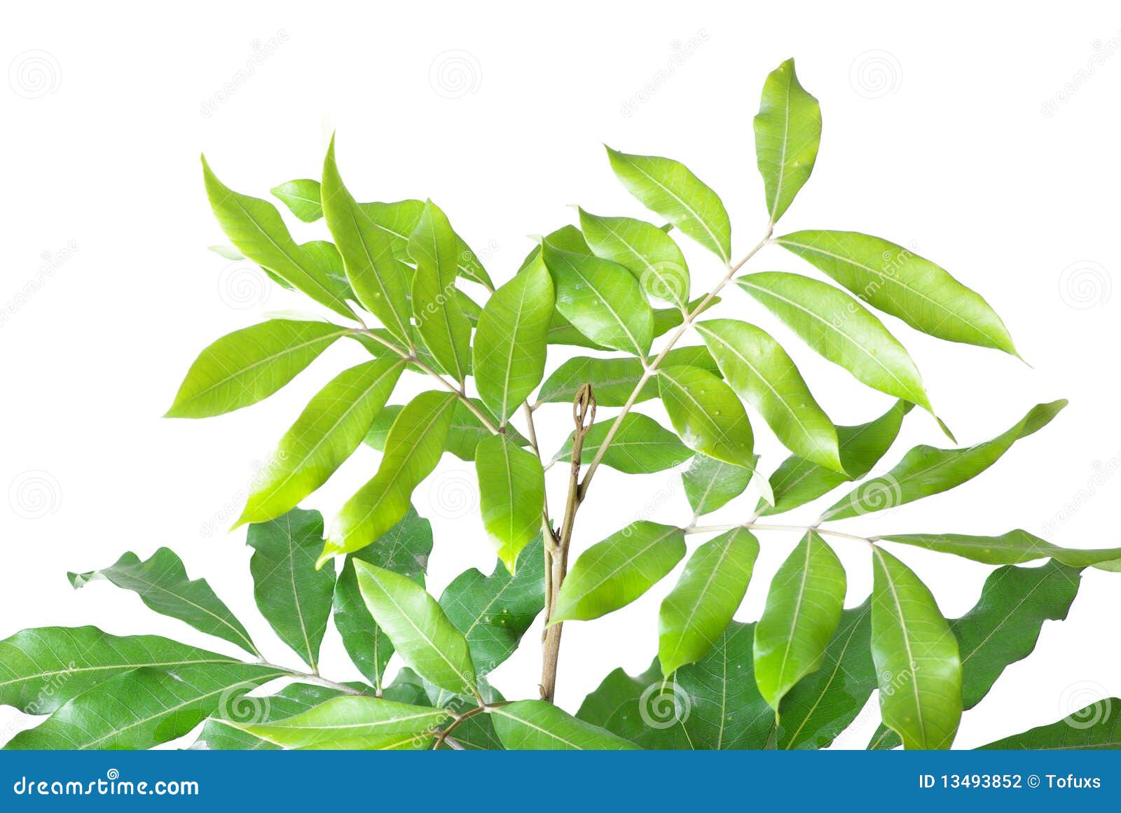 Longan leaves stock photo. Image of isolated, front, white - 13493852