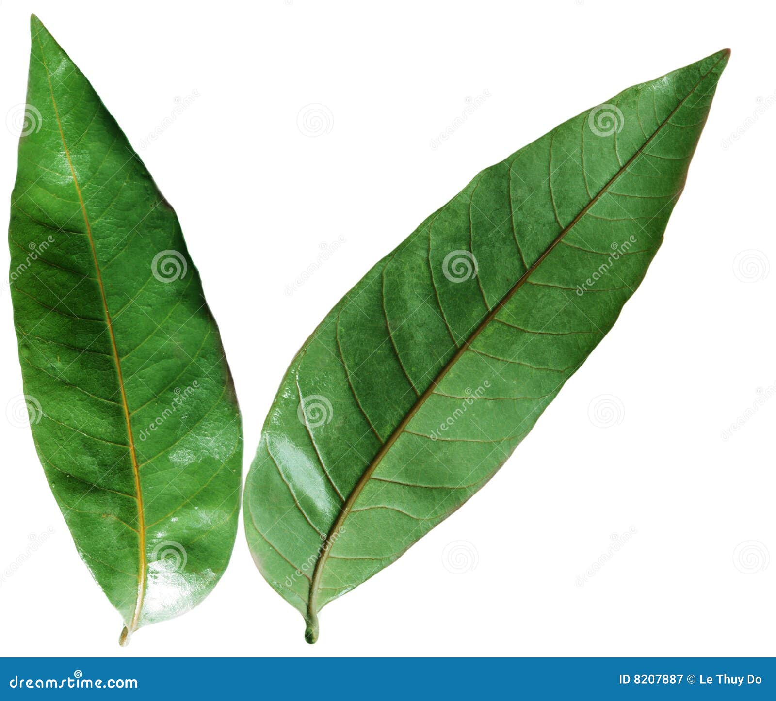 Longan Leaves stock image. Image of green, white, sides - 8207887