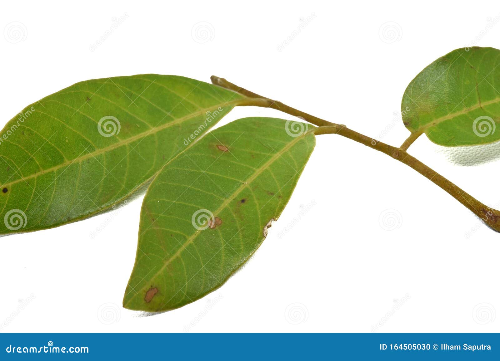 Longan Leaves Isolated on White Background Stock Photo - Image of bunch ...