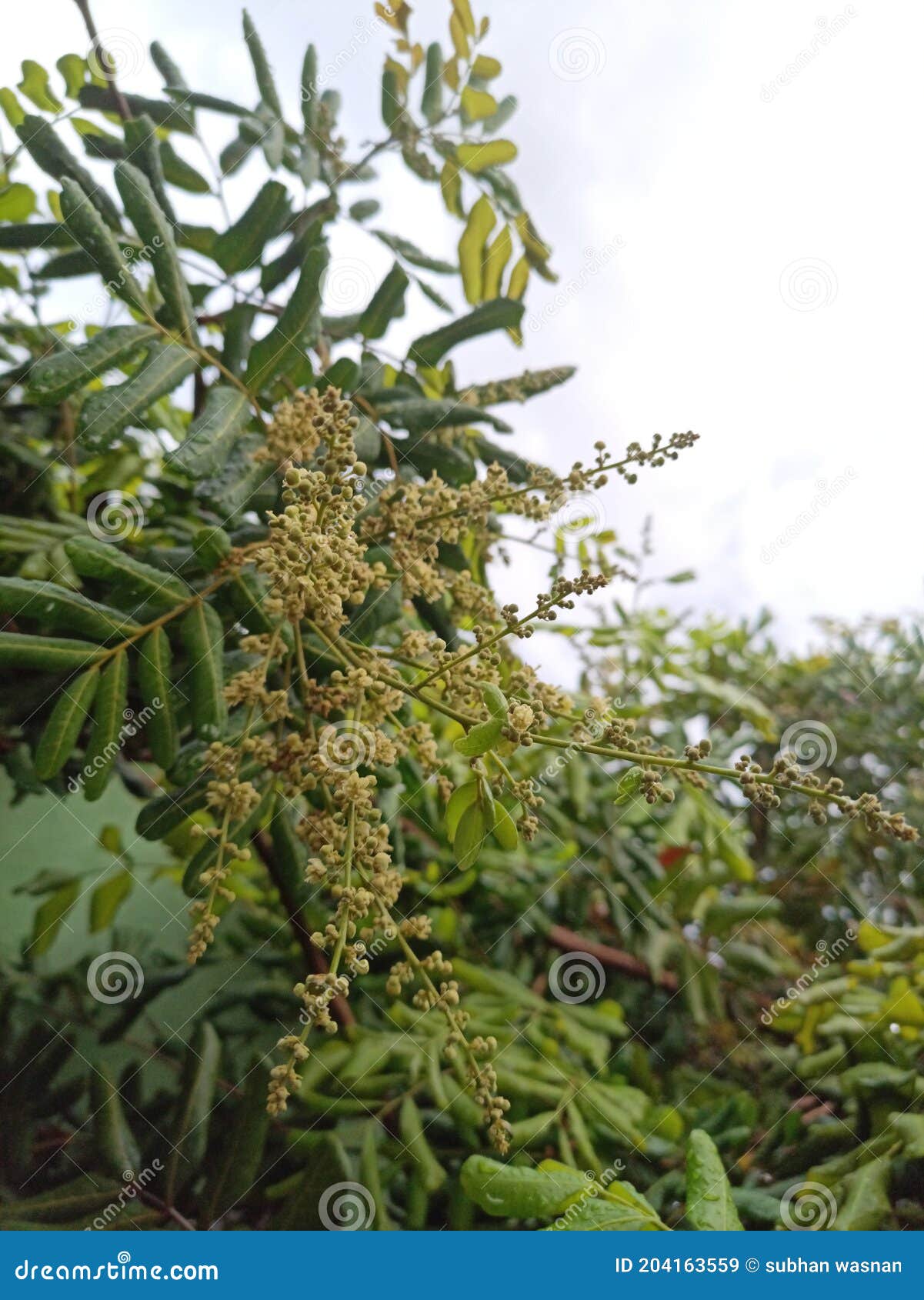 Longan Lengkeng fruit stock image. Image of longan, fruit - 204163559