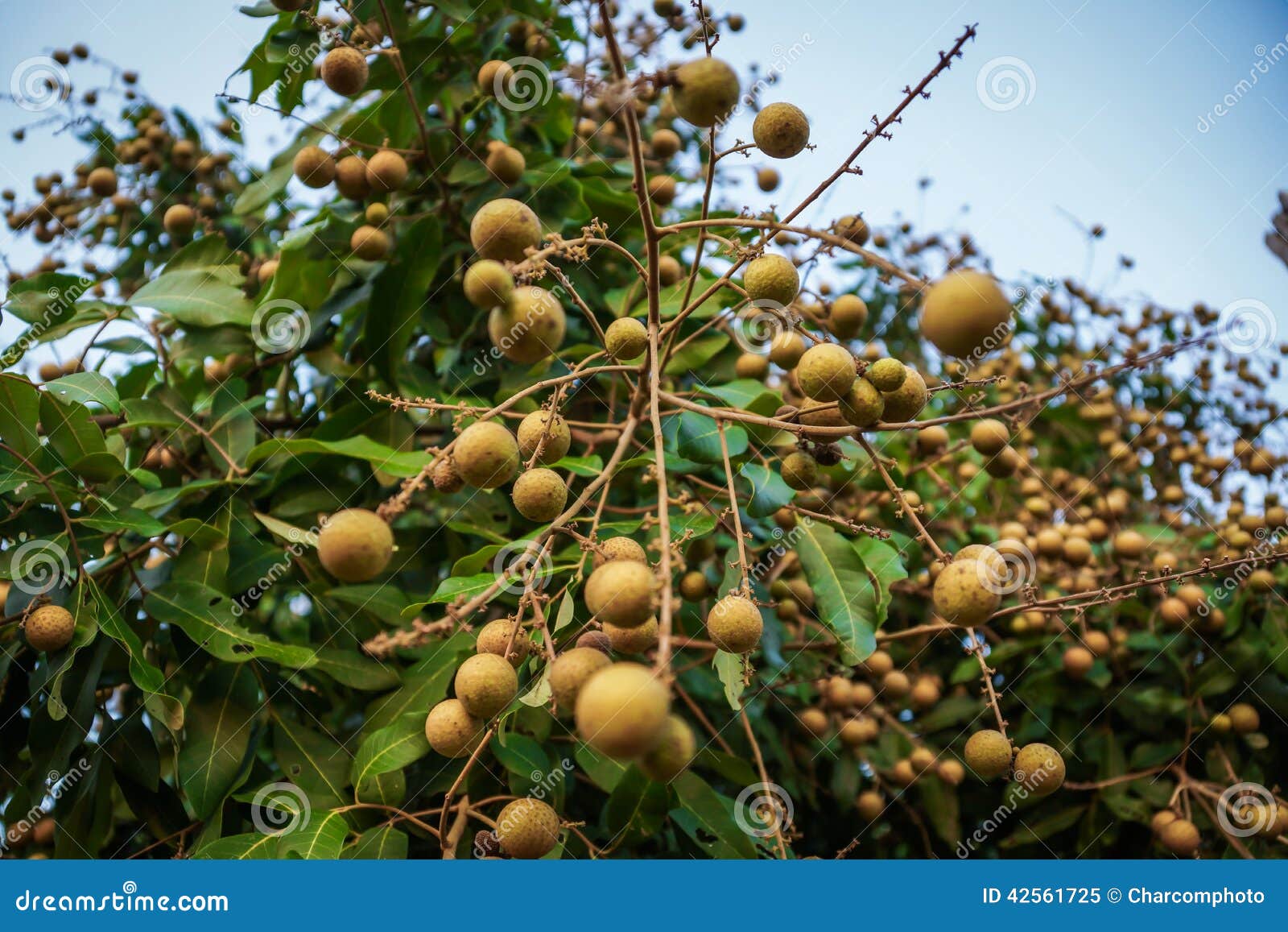 Longan stock image. Image of longman, tree, shell, shape - 42561725