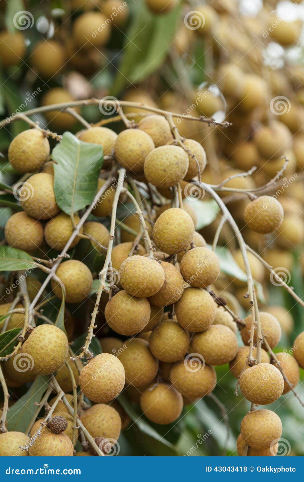 Longan stock photo. Image of brown, close, freshness - 43043418