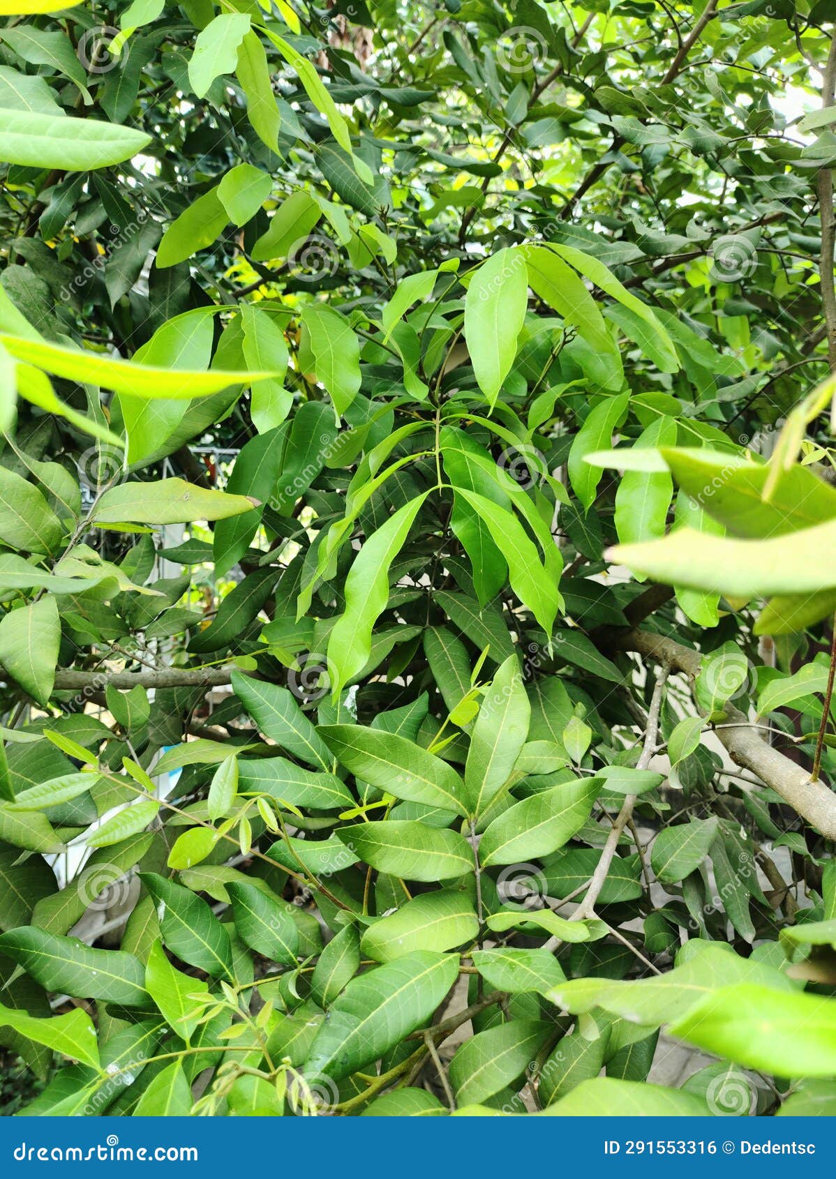 The Longan Plant is a Tree-shaped Plant with a Height of Up To 40 ...