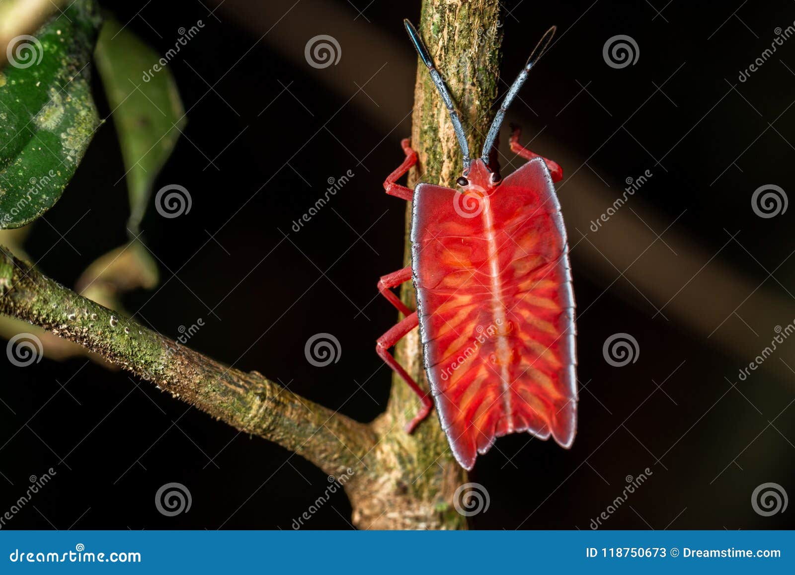 Longan Stink Bug on Green Leaf in Tropical Forests from Phuket ... Longan Stink Bug on Green Leaf in Tropical Forests from Phuket ...