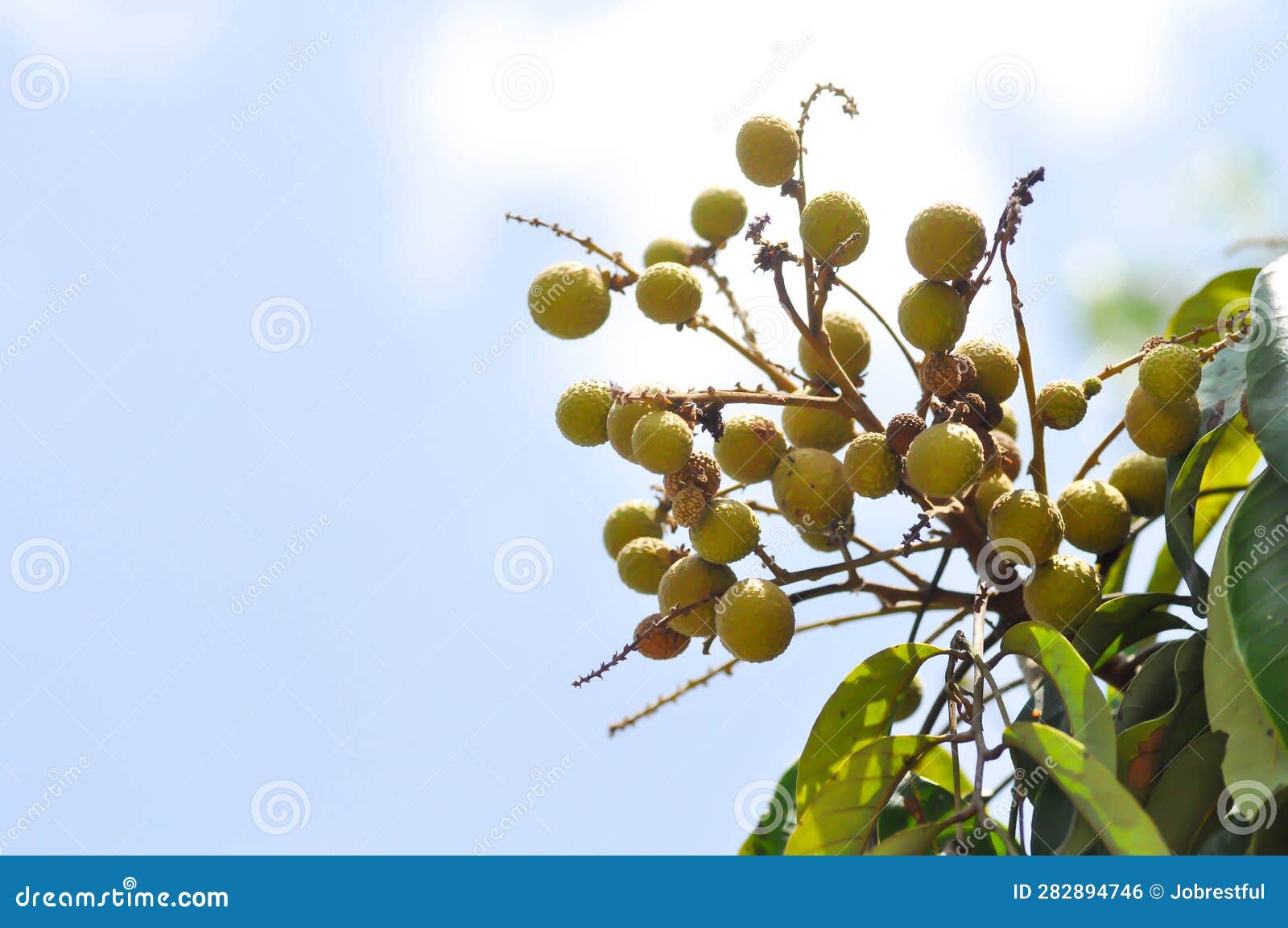 Longan, Thai Fruit or Dimocarpus Longan or Longan Tree Stock Photo ...