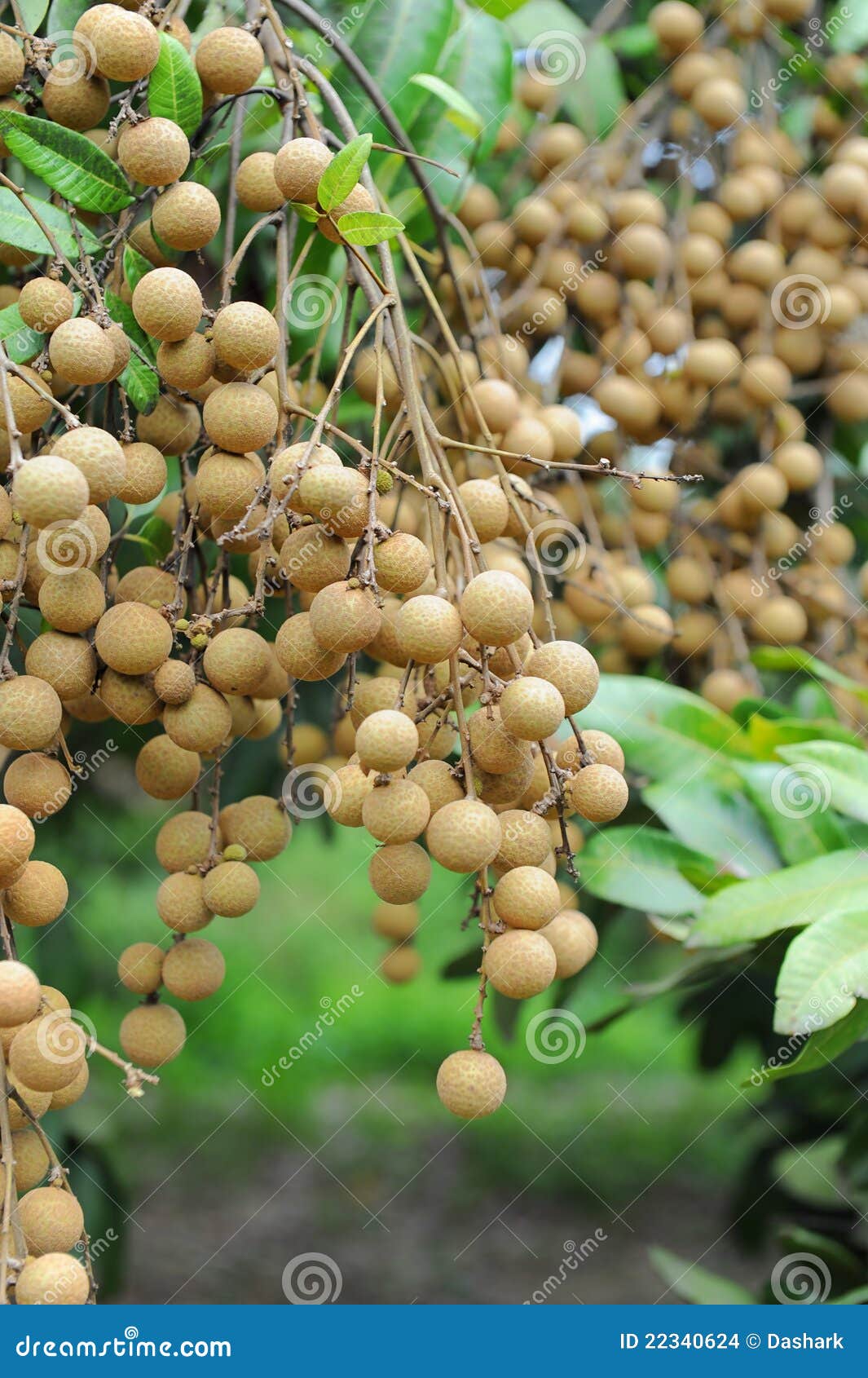 Longan on the tree stock photo. Image of orient, produce - 22340624