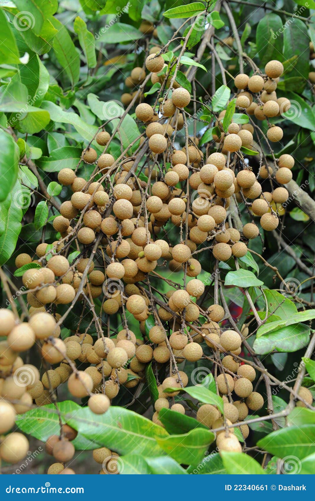 Longan on the tree stock image. Image of closeup, orient - 22340661