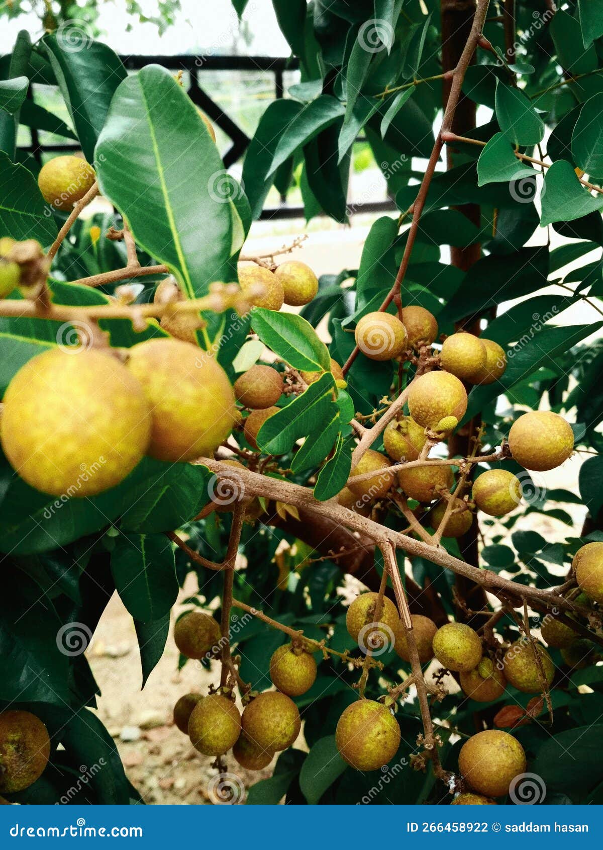Longan Tree is Bearing Fruit in the Yard Stock Photo - Image of bearing ...