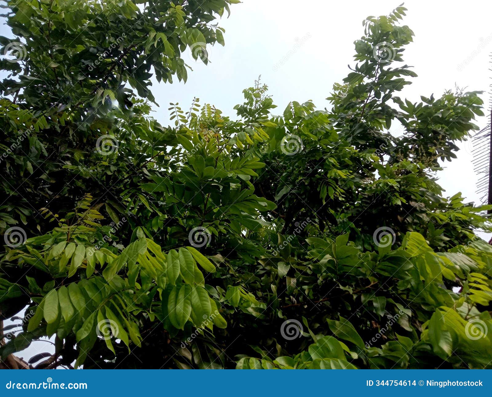 Longan tree Flowering stock photo. Image of tree, plant - 344754614