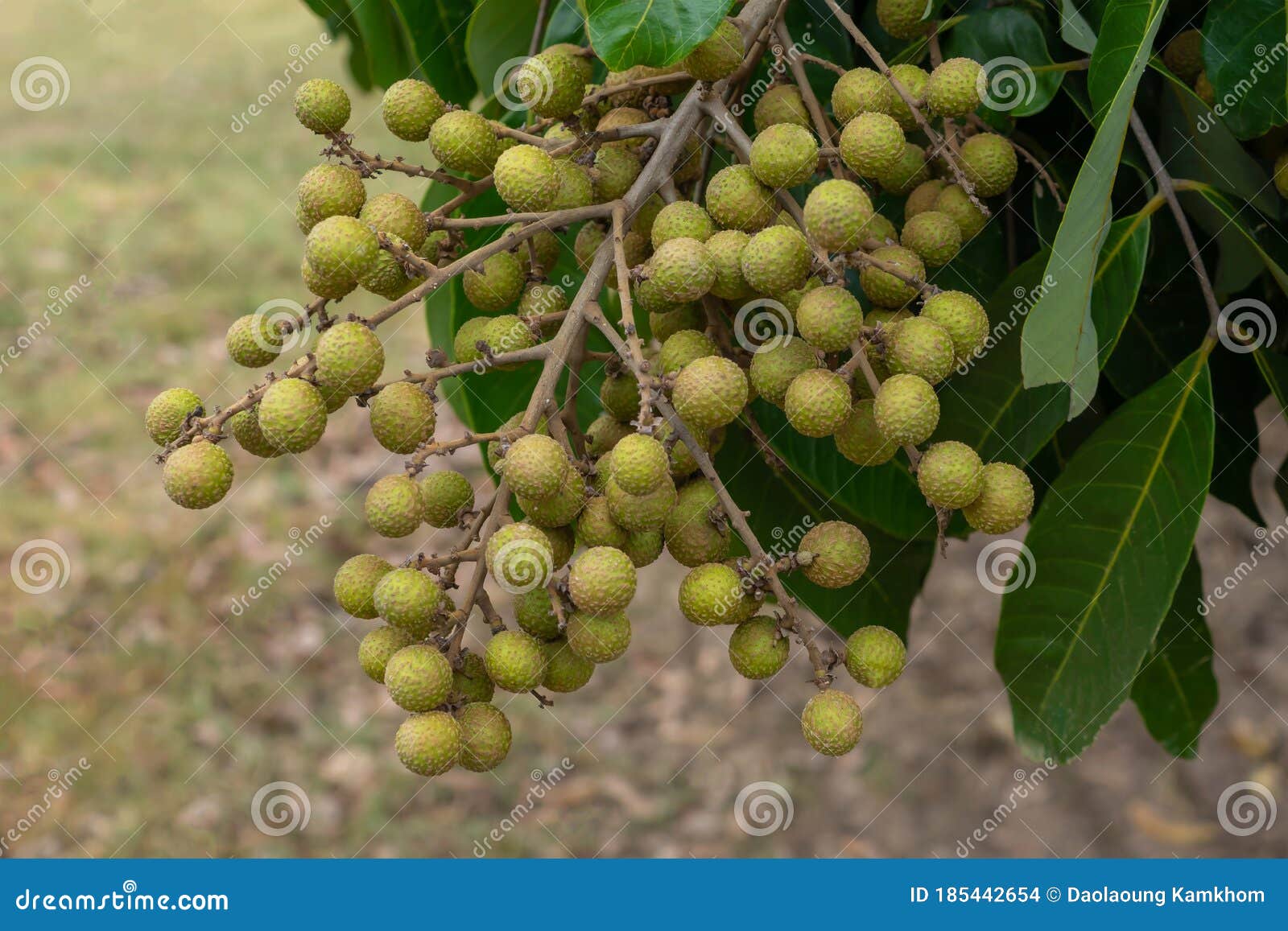 Longan on tree stock photo. Image of fruit, branch, longan - 185442654