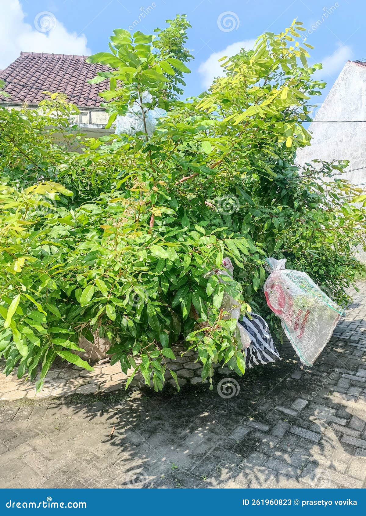 Longan Tree in Front of the House Which is Very Fertile Stock Image ...