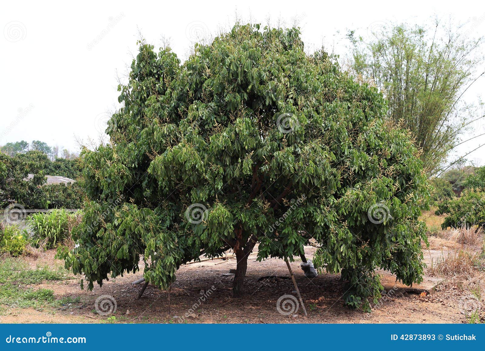 Longan tree stock image. Image of plant, tree, green - 42873893