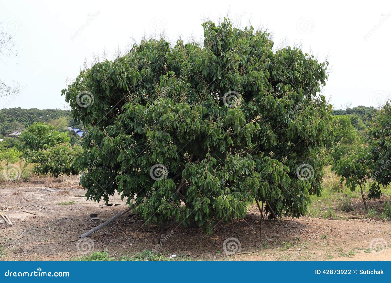Longan tree stock photo. Image of produce, food, dimocarpus - 42873922
