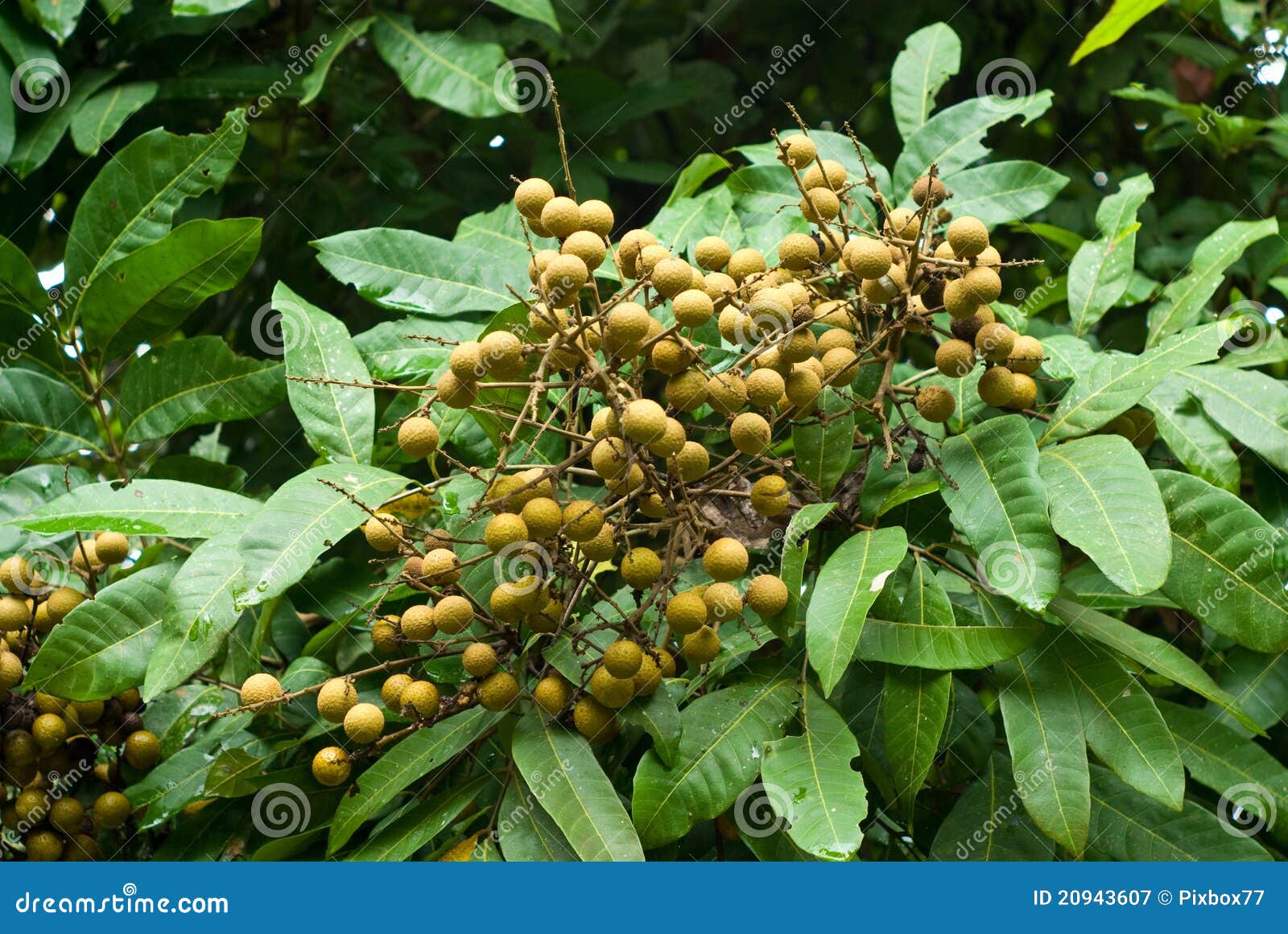 Longan Farm In Viet Nam. Stock Photography | CartoonDealer.com #212287628
