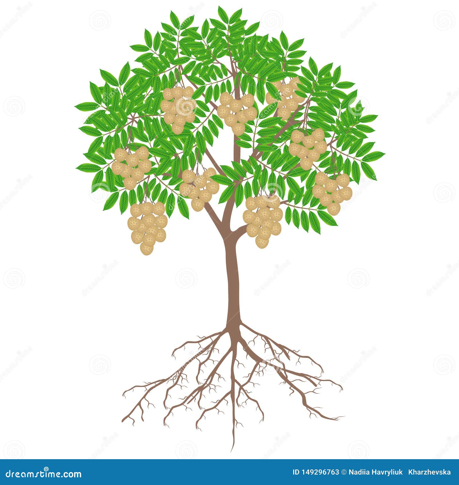 Longan Tree with Fruit and Roots on a White Background. Stock Vector ...
