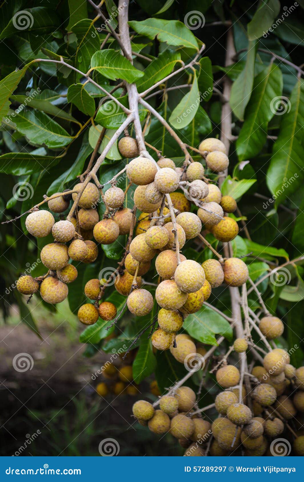 Longan on tree stock image. Image of bunch, agriculture - 57289297