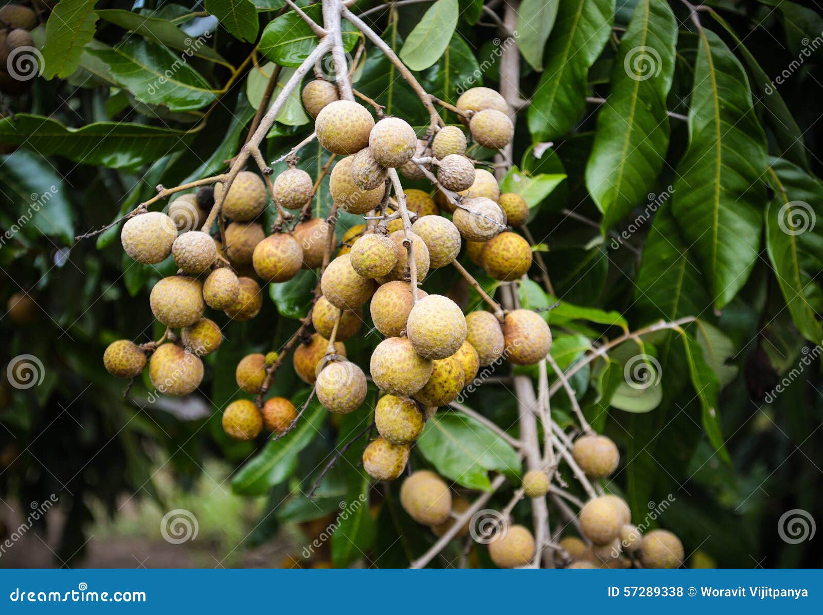 Longan on tree stock photo. Image of fruit, healthy, leaf - 57289338