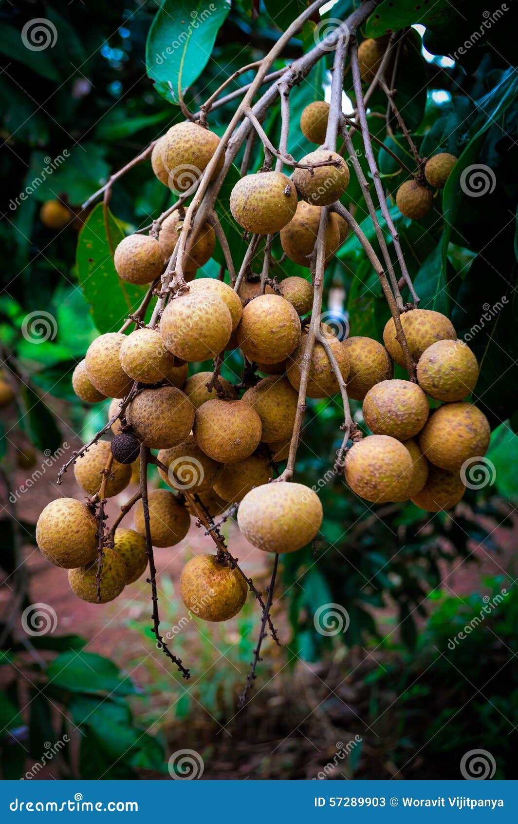 Longan on tree stock image. Image of agricultural, healthy - 57289903