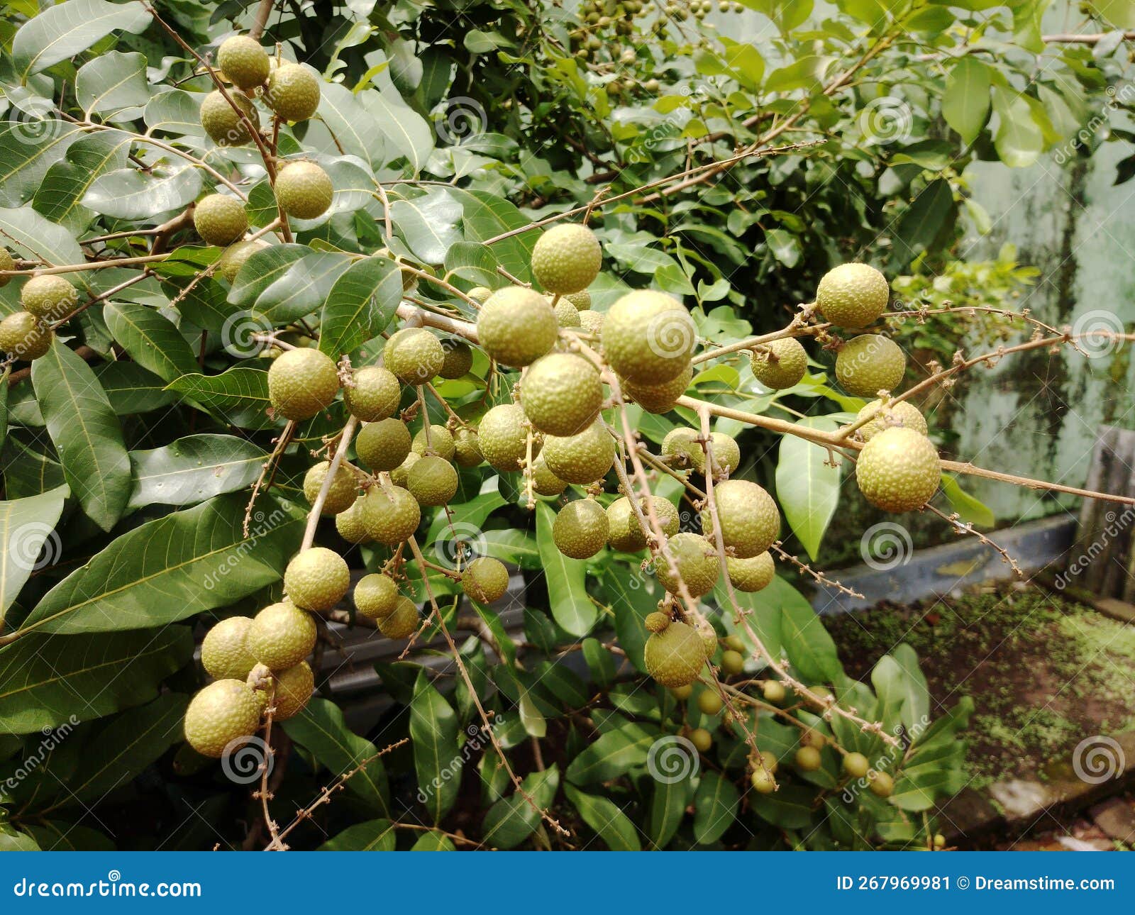 Longan tree stock image. Image of leaves, longan, wall - 267969981