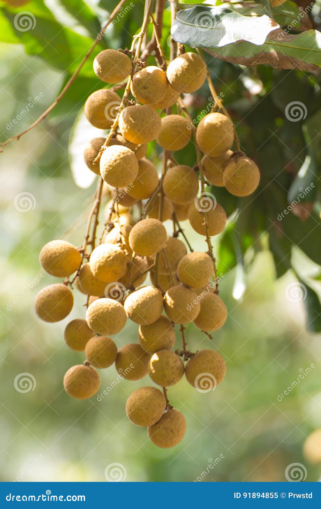 Longan on tree stock image. Image of green, china, fruit - 91894855