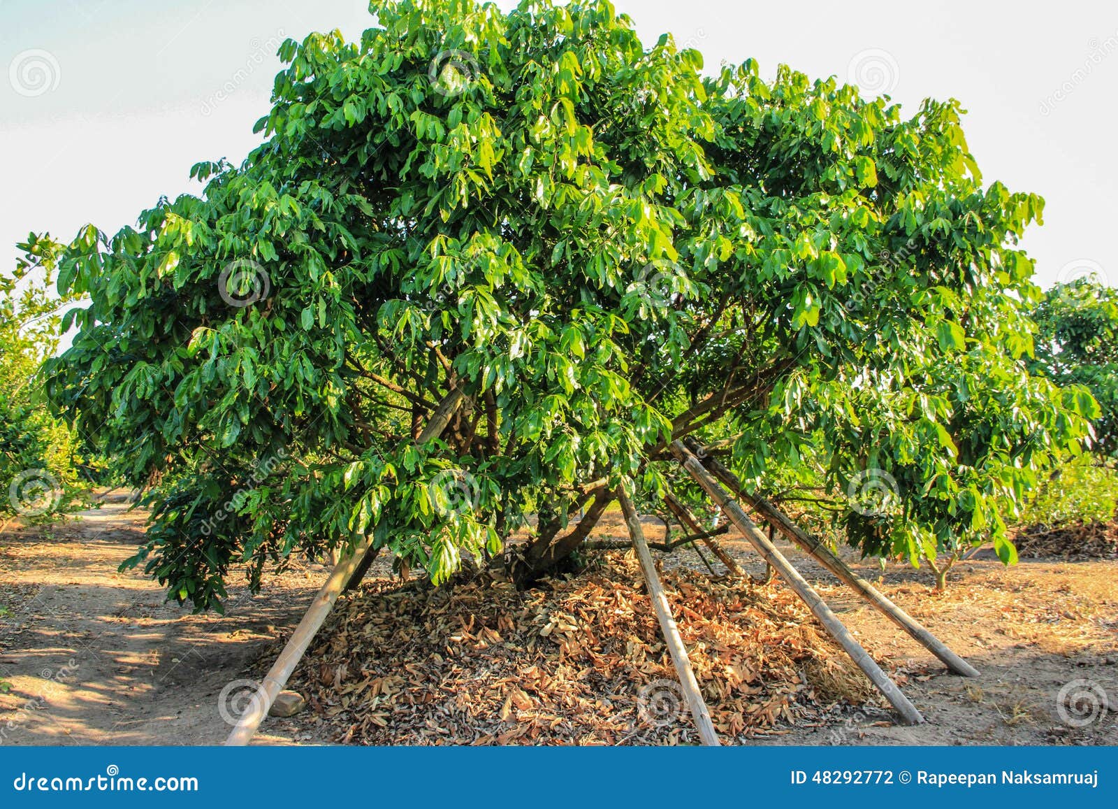 Longan tree stock photo. Image of healthy, fresh, cluster - 48292772