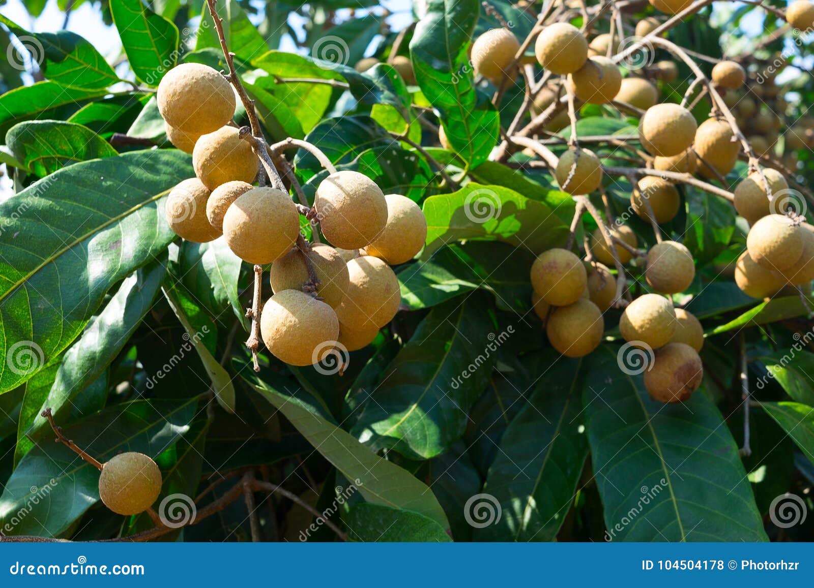 Longan on a tree stock photo. Image of farmer, group - 104504178