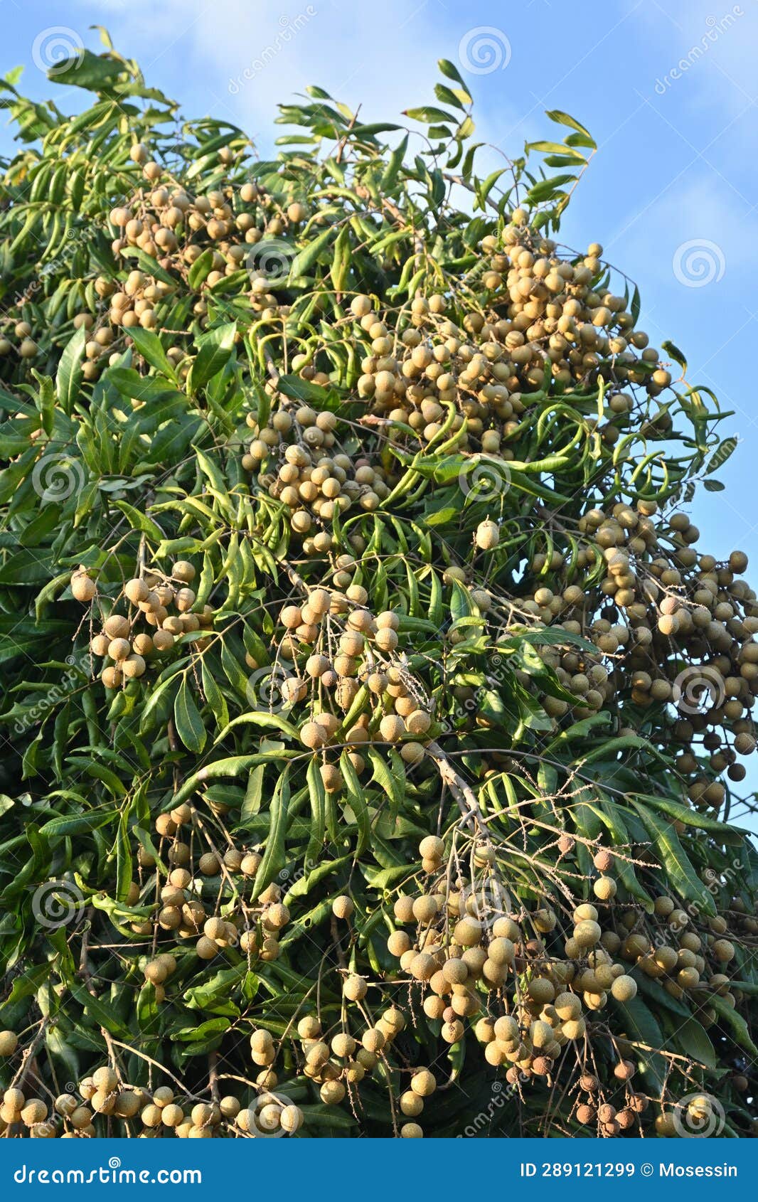 Longan Tree grow summer stock image. Image of yellow - 289121299