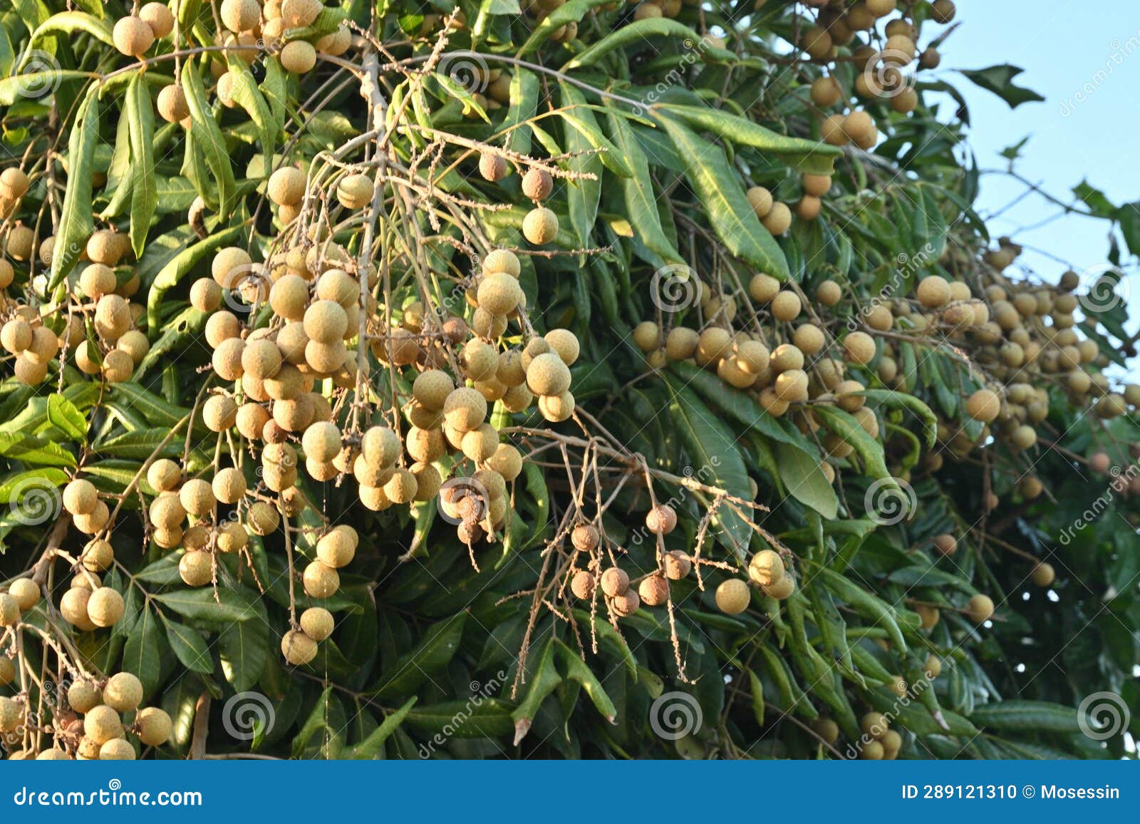 Longan Tree grow summer stock photo. Image of forest - 289121310