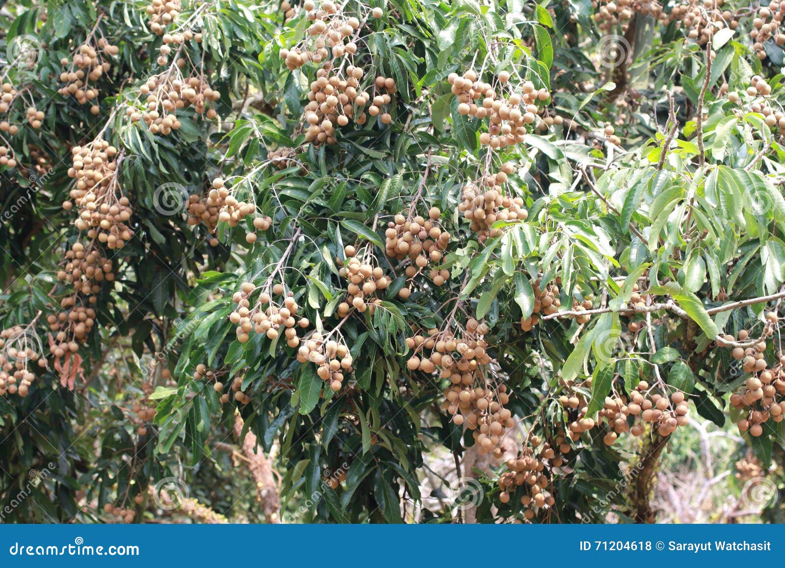 Longan tree stock photo. Image of chiang, tree, sweet - 71204618